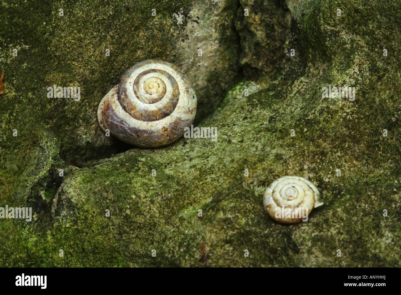 two snail-shells on rocks Stock Photo - Alamy