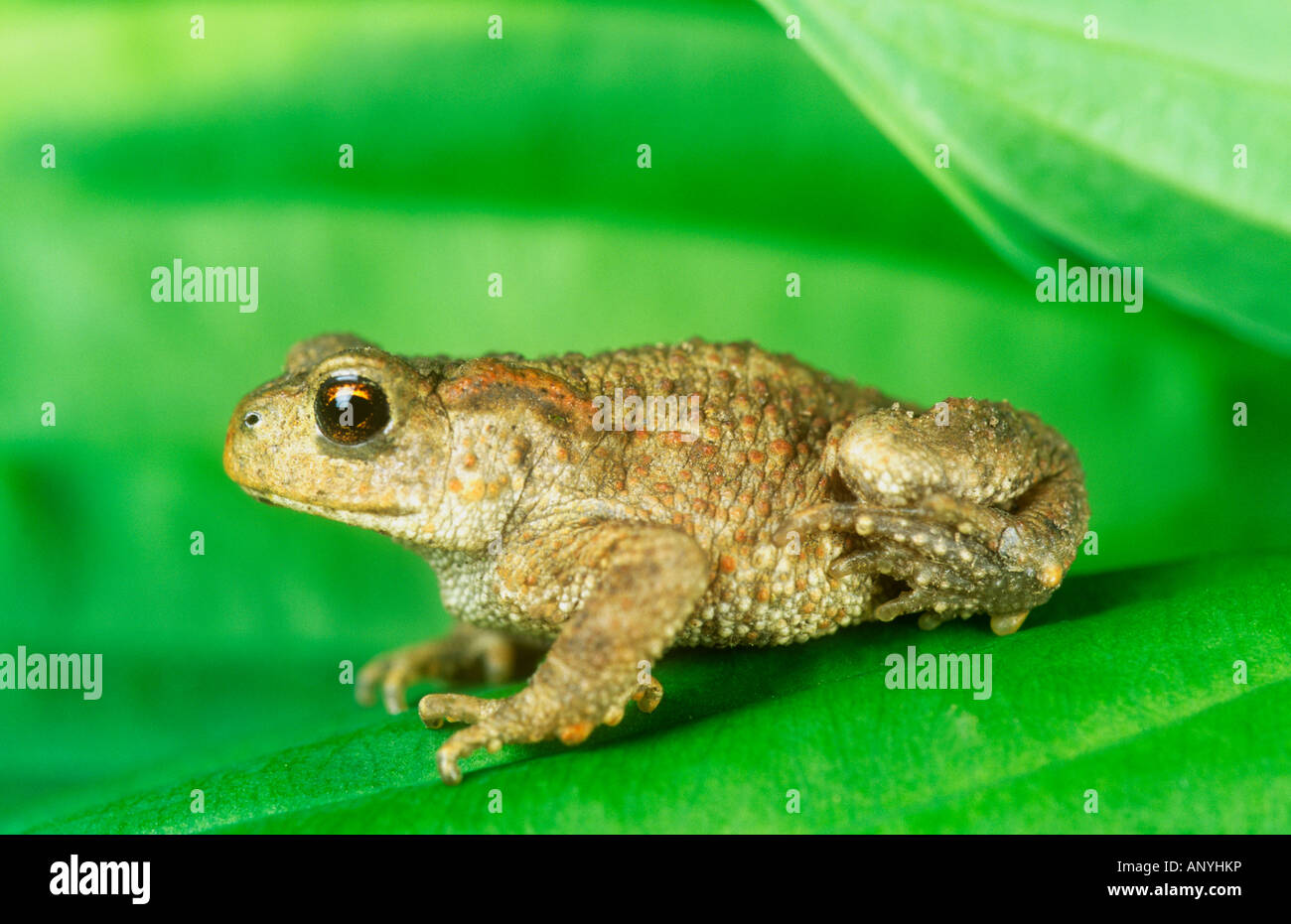 Toad on leaf hi-res stock photography and images - Alamy