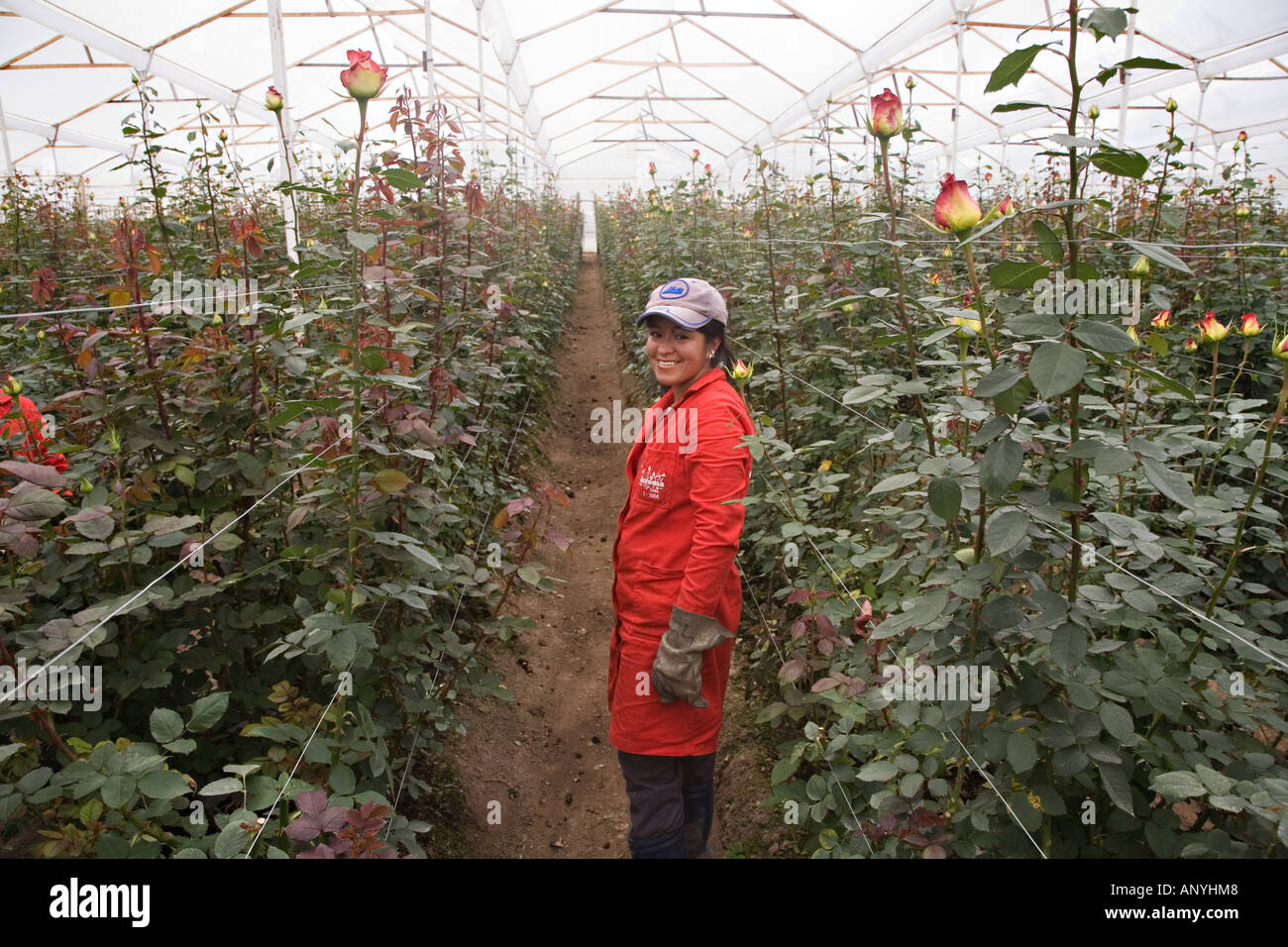 Colombia plantation factory hi-res stock photography and images - Alamy