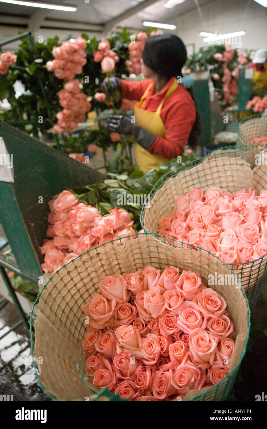 A Colombian rose plantation worker processes long stem roses for ...