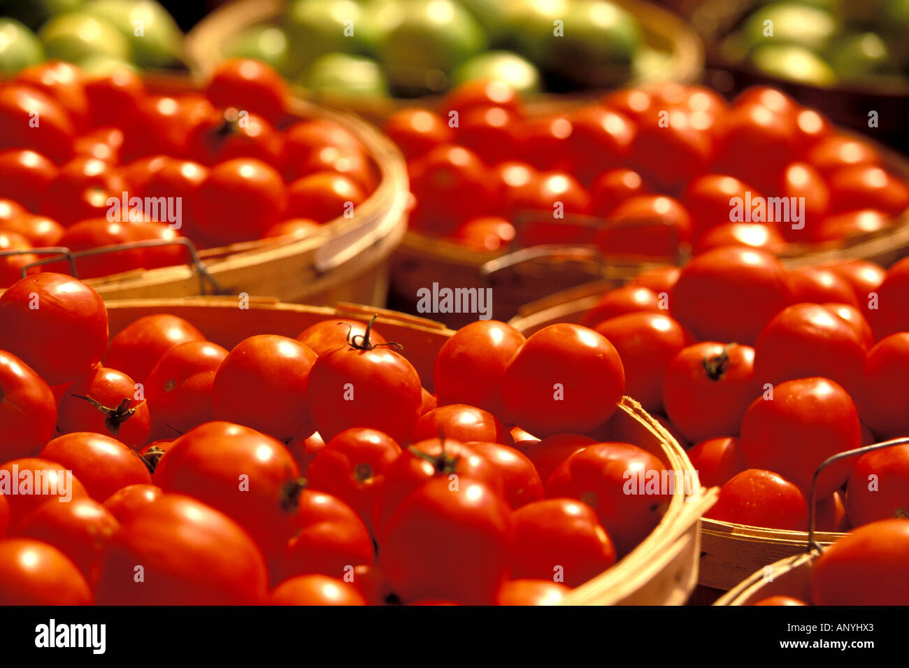 Tomato field canada hi-res stock photography and images - Alamy