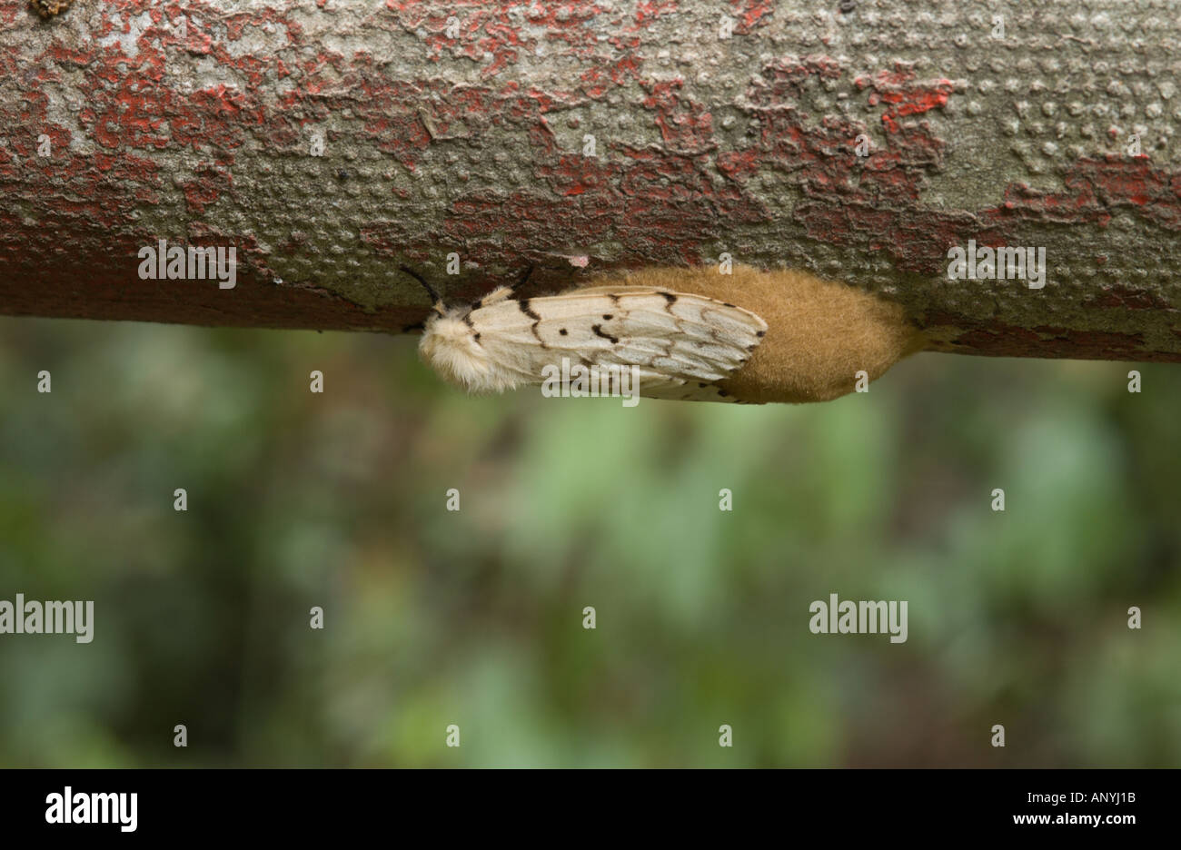 Gypsy Moth (Lymantria dispar) laying eggs Stock Photo - Alamy