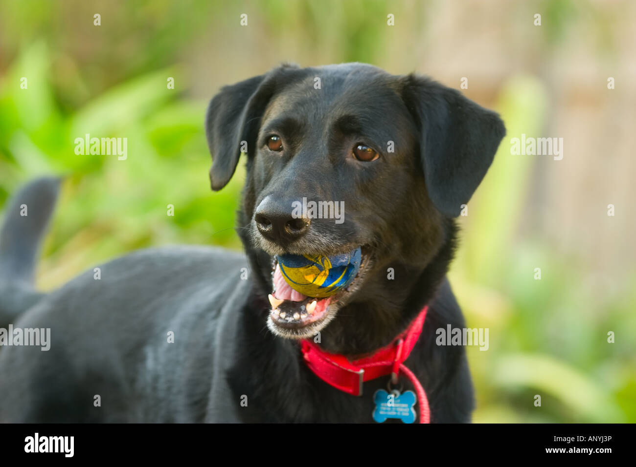 Black Labrador retriever with ball Stock Photo - Alamy