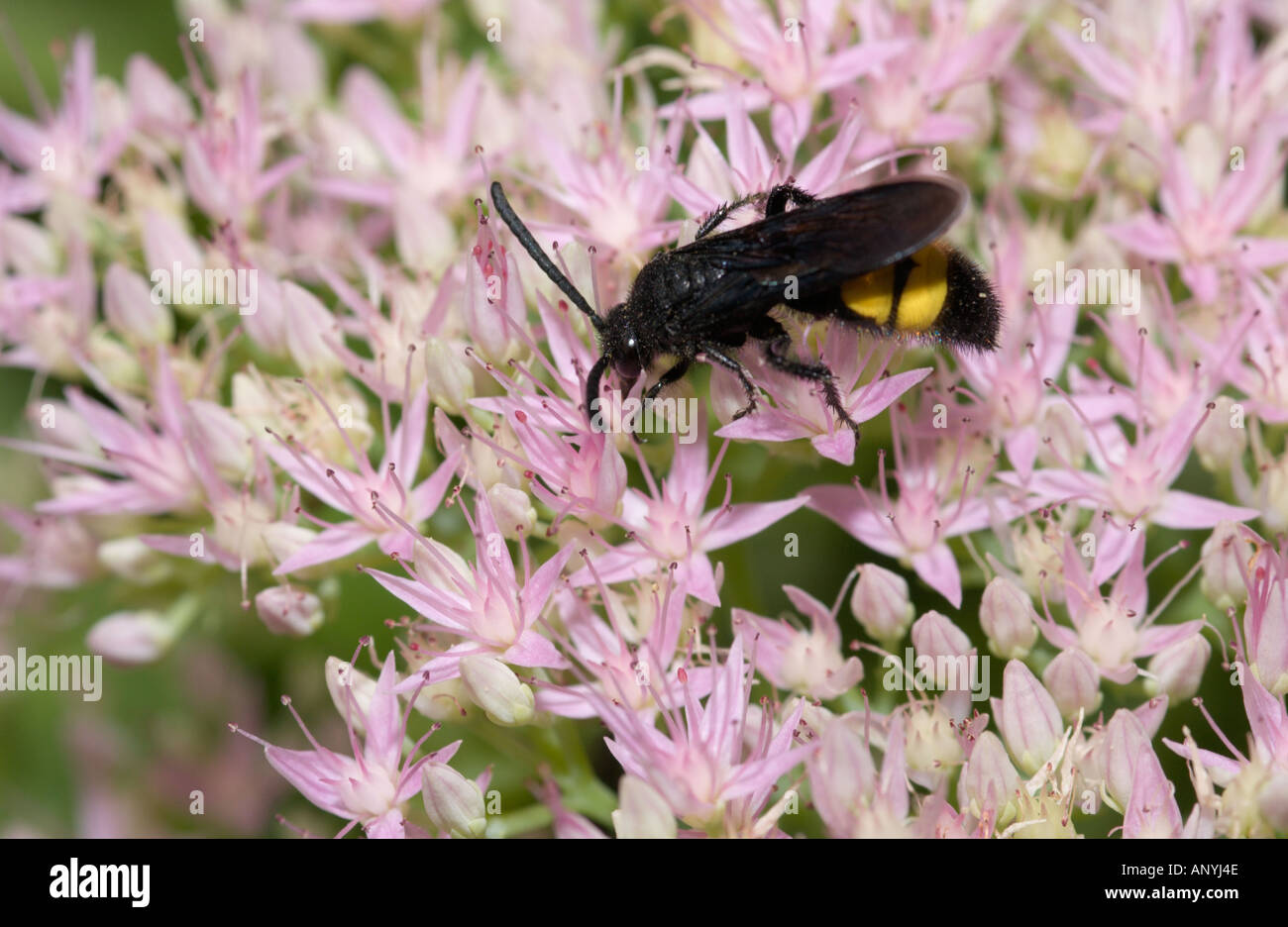 Black and yellow insect over pink flower Stock Photo - Alamy