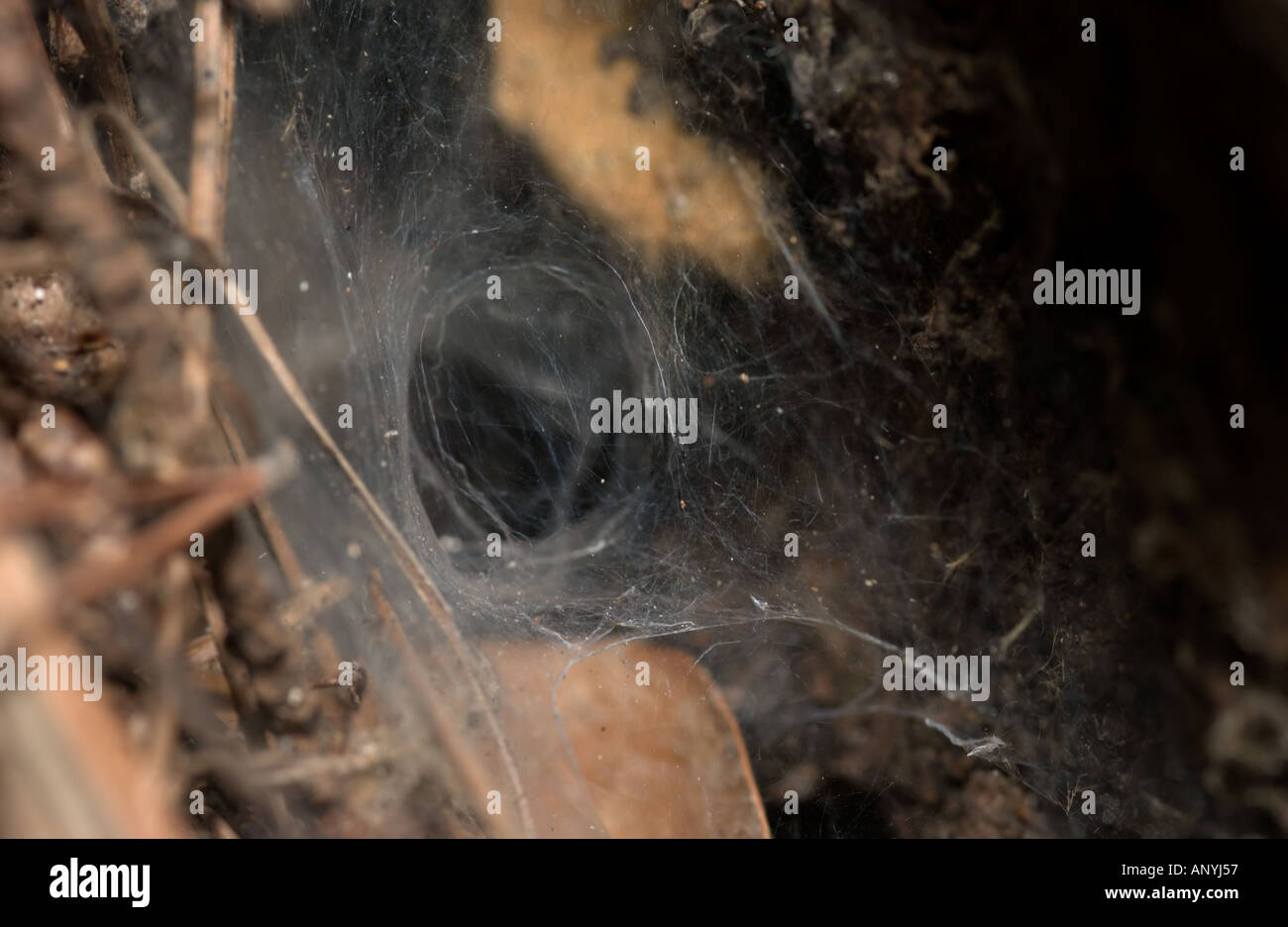 Funnel tunnel web from a spider Stock Photo - Alamy