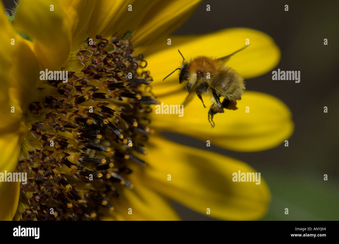 Bumblebee approach flight hi-res stock photography and images - Alamy