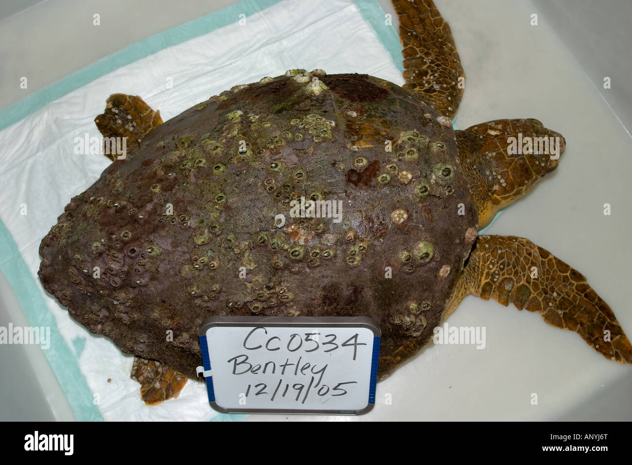 sea turtle that has stranded in florida Stock Photo - Alamy
