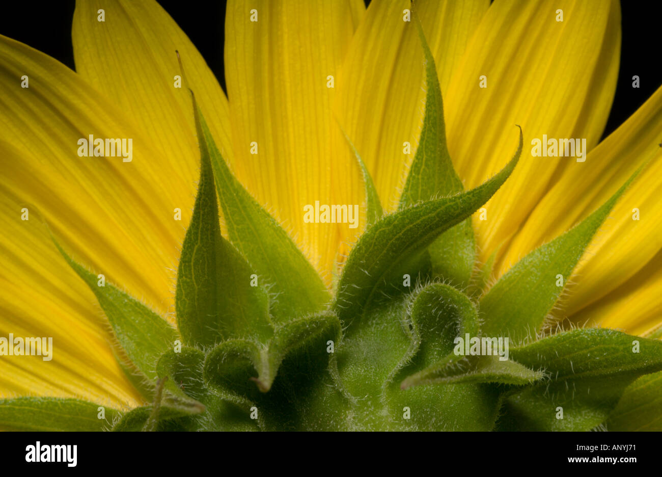 Sunflower viewed from behind hi-res stock photography and images - Alamy