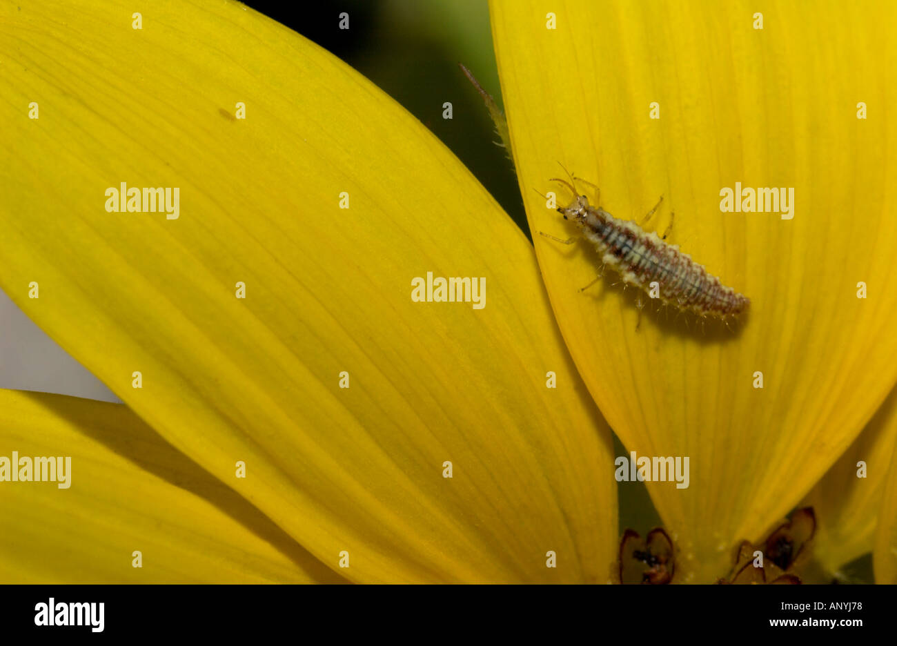 Ferocious Lacewing larva (Neuroptera) stalking aphid preys on yellow ...