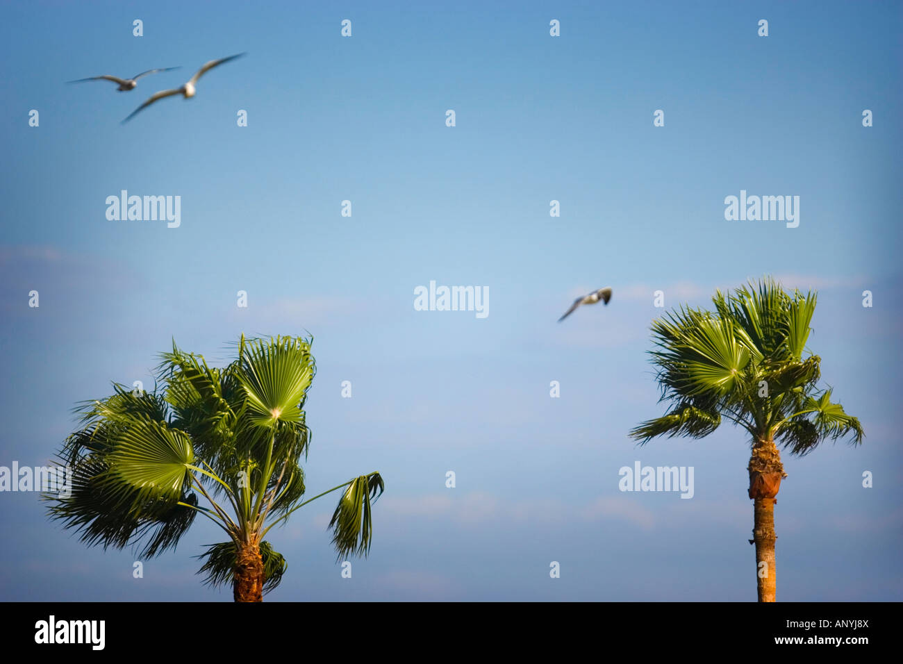 Palm distance hi-res stock photography and images - Alamy