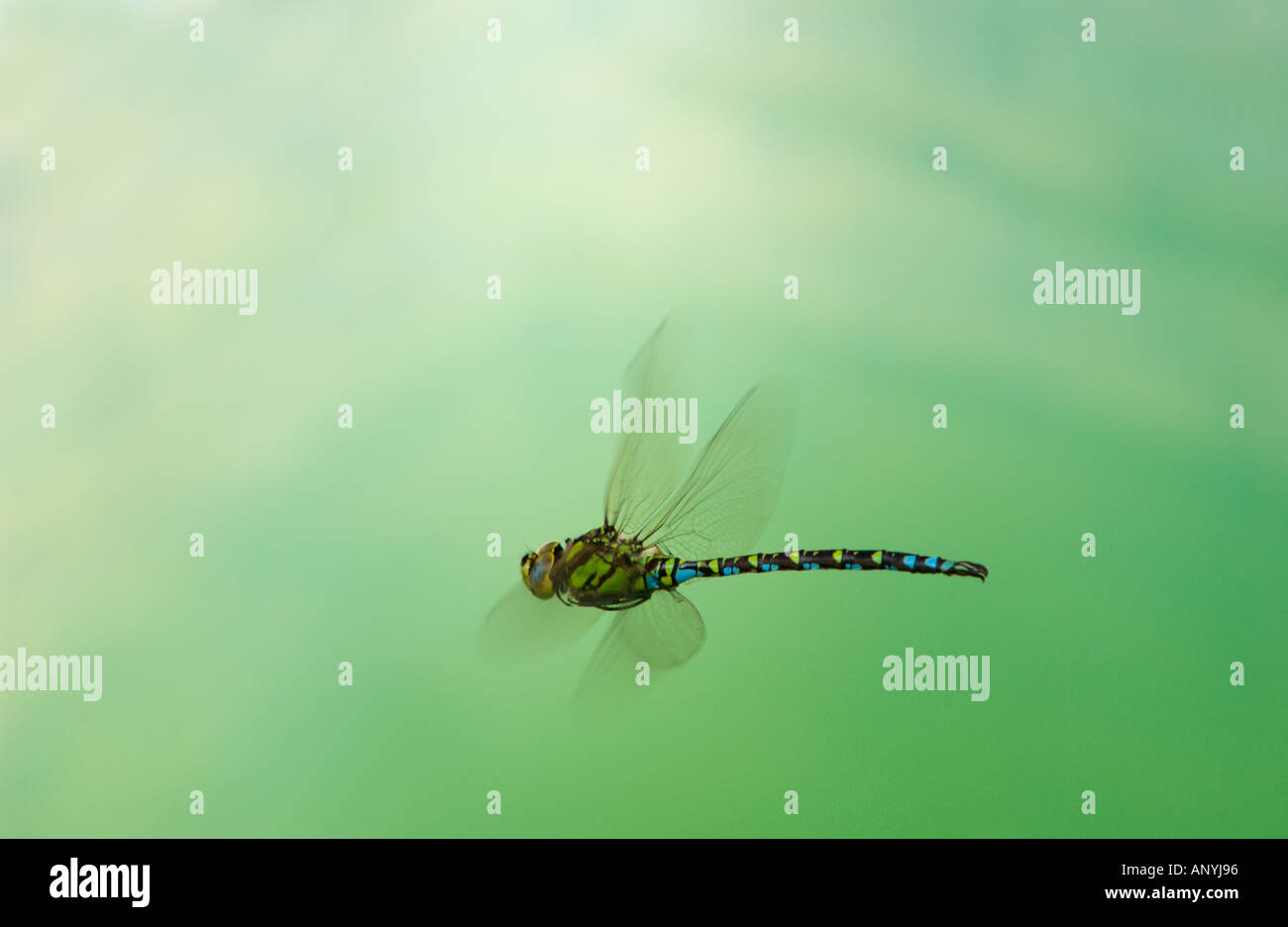 Dragonfly in flight Stock Photo - Alamy