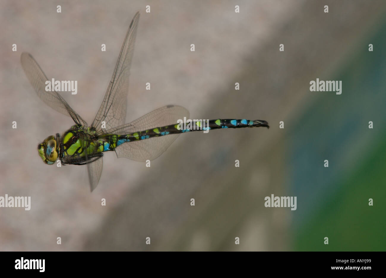 Dragonfly in flight Stock Photo - Alamy