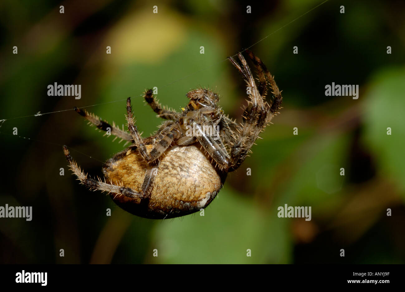 Cross Orb Weaver Spider (Araneus diadematus), Spain Stock Photo - Alamy