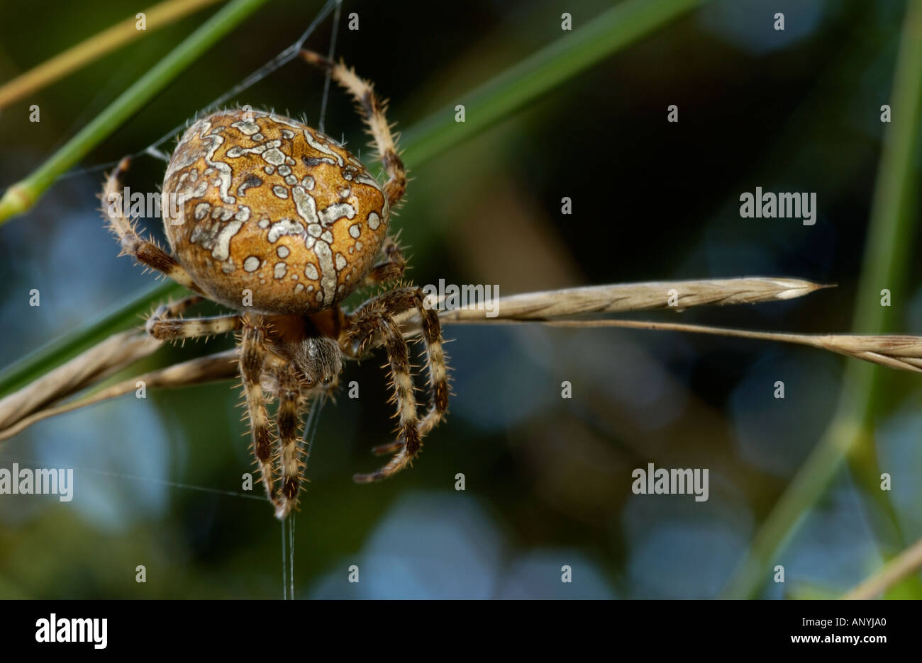 Cross Orb Weaver Spider (Araneus diadematus), Spain Stock Photo - Alamy