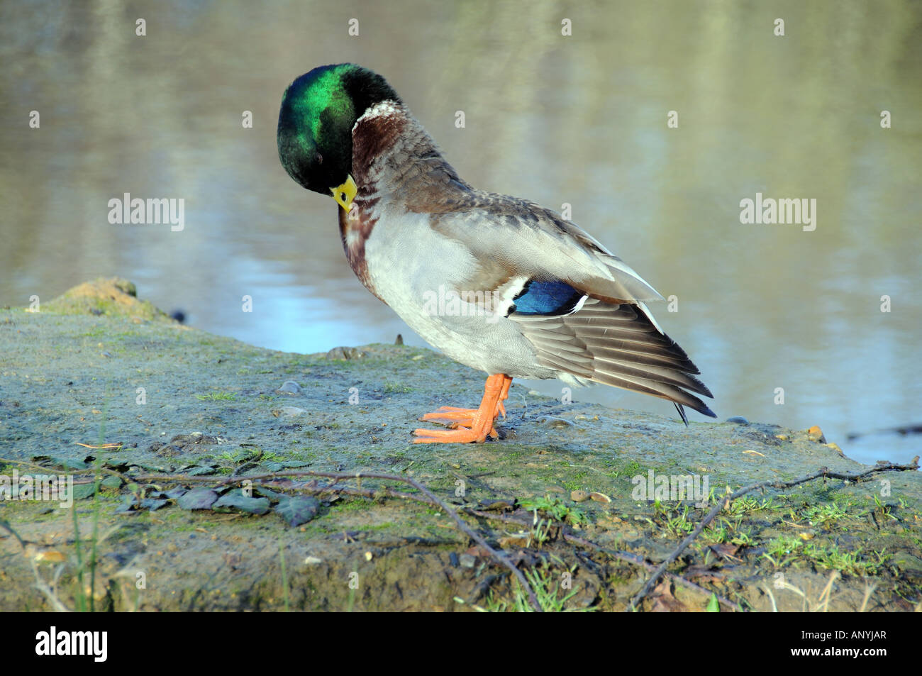 Mallard drake bending as a standing duck Stock Photo - Alamy
