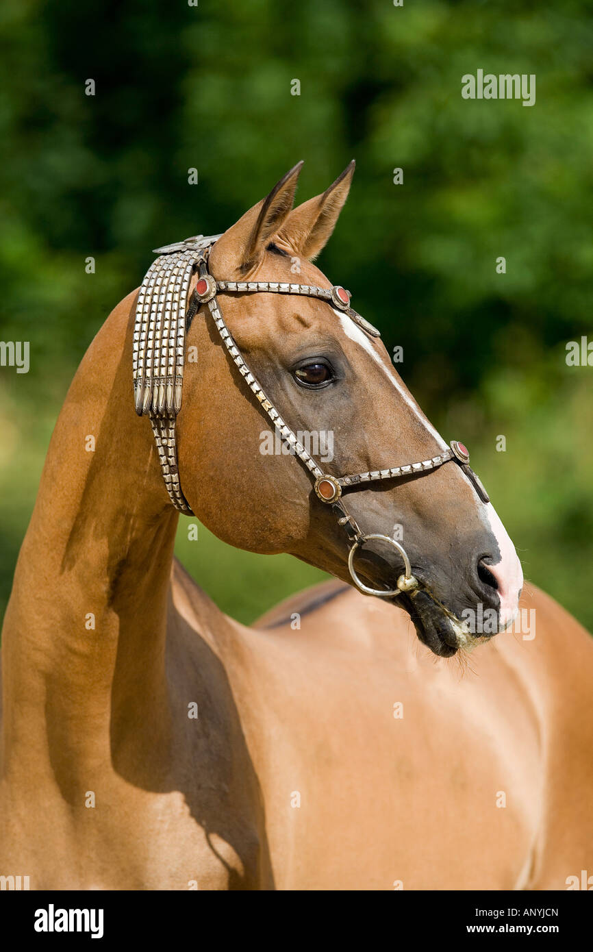 Akhal-Teke - portrait Stock Photo - Alamy