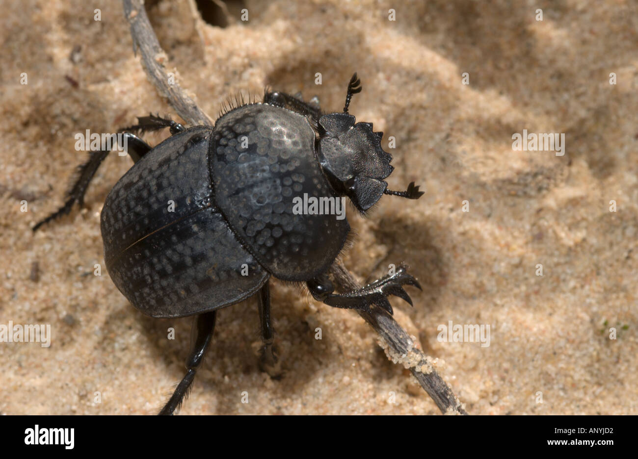 Scarab beetle sand hi-res stock photography and images - Alamy