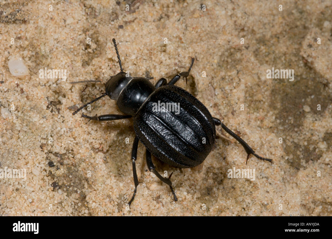 Black ground beetle from Carabidae family walking on sand, Doñana NP ...