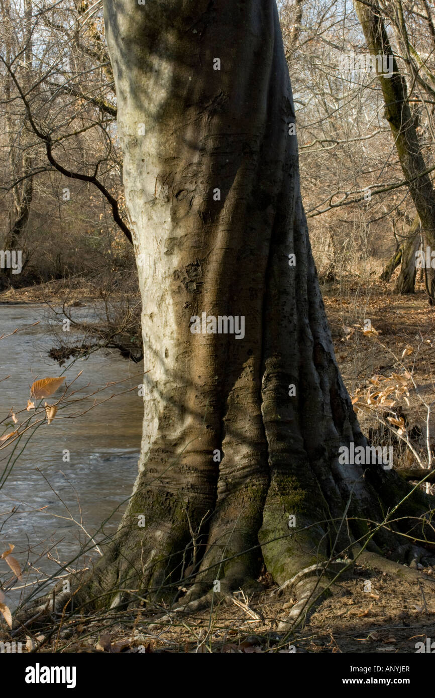 Old carved tree Stock Photo - Alamy