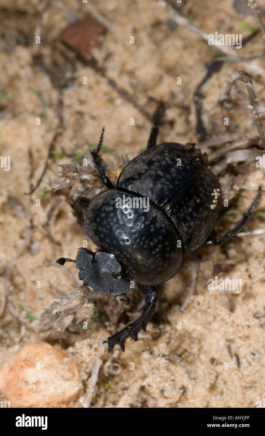 Scarabeus spp (probably semipunctatus) scarab dung beetle, Southern ...