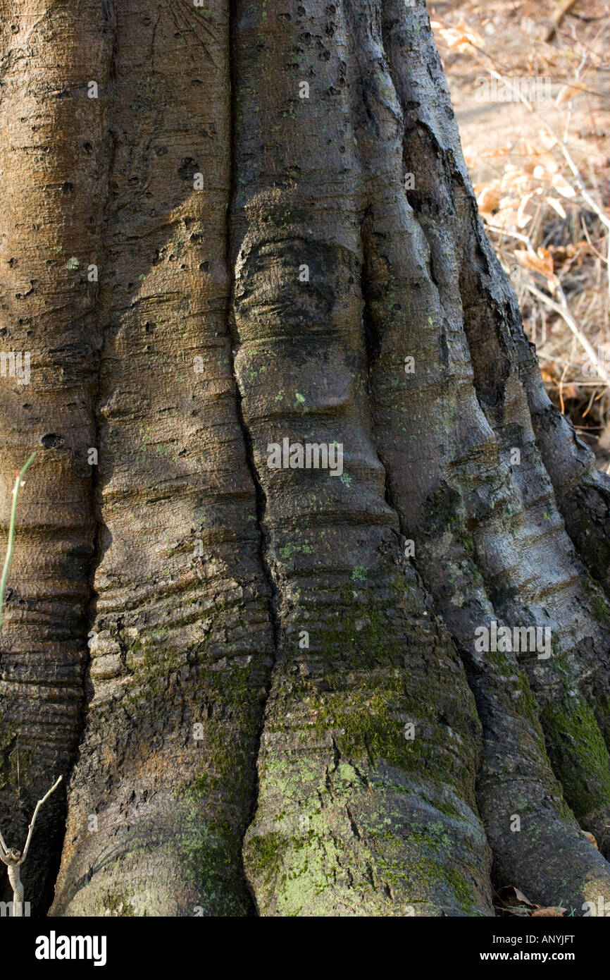Beech tree roots with folds and character hi-res stock photography and ...