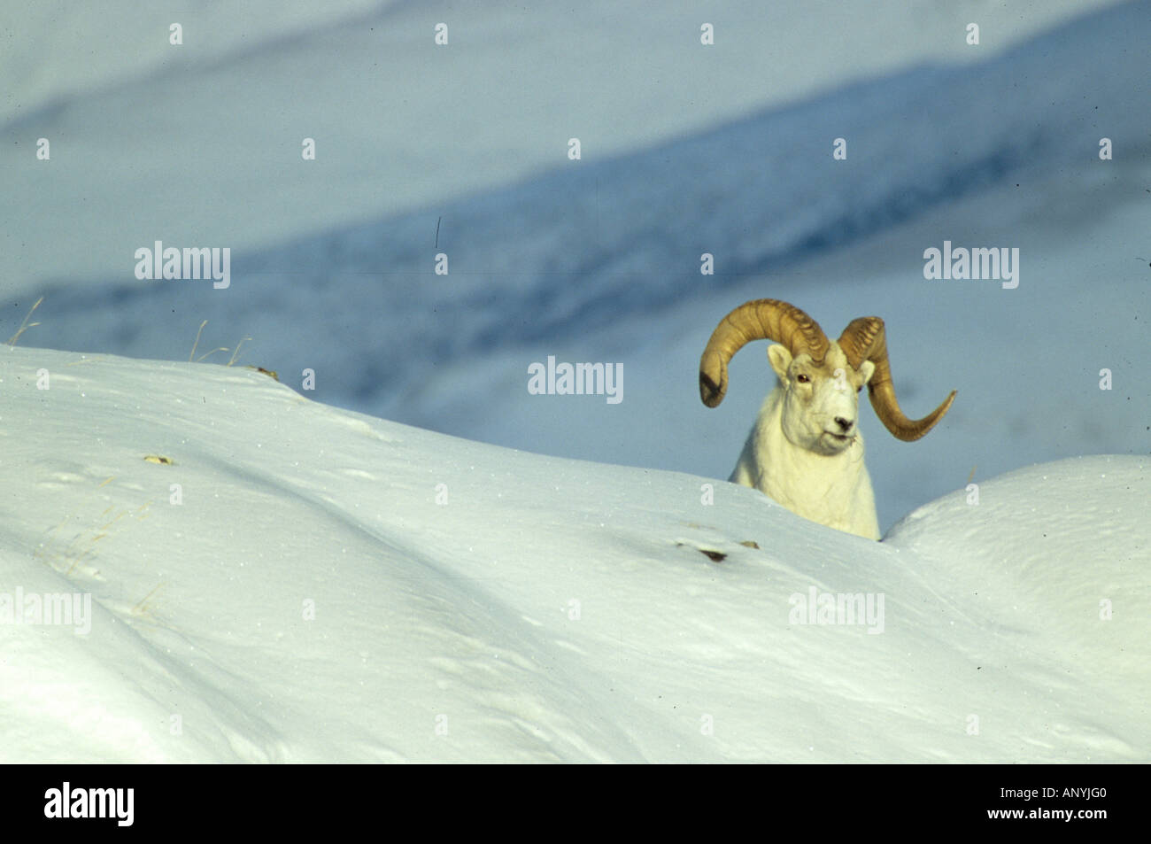 Canada, Yukon, Dall Sheep Stock Photo - Alamy