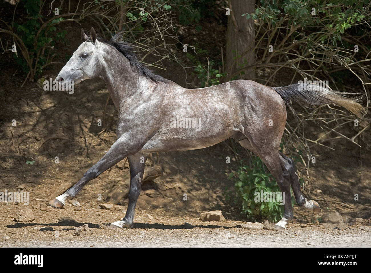 Akhal tekes hi-res stock photography and images - Alamy