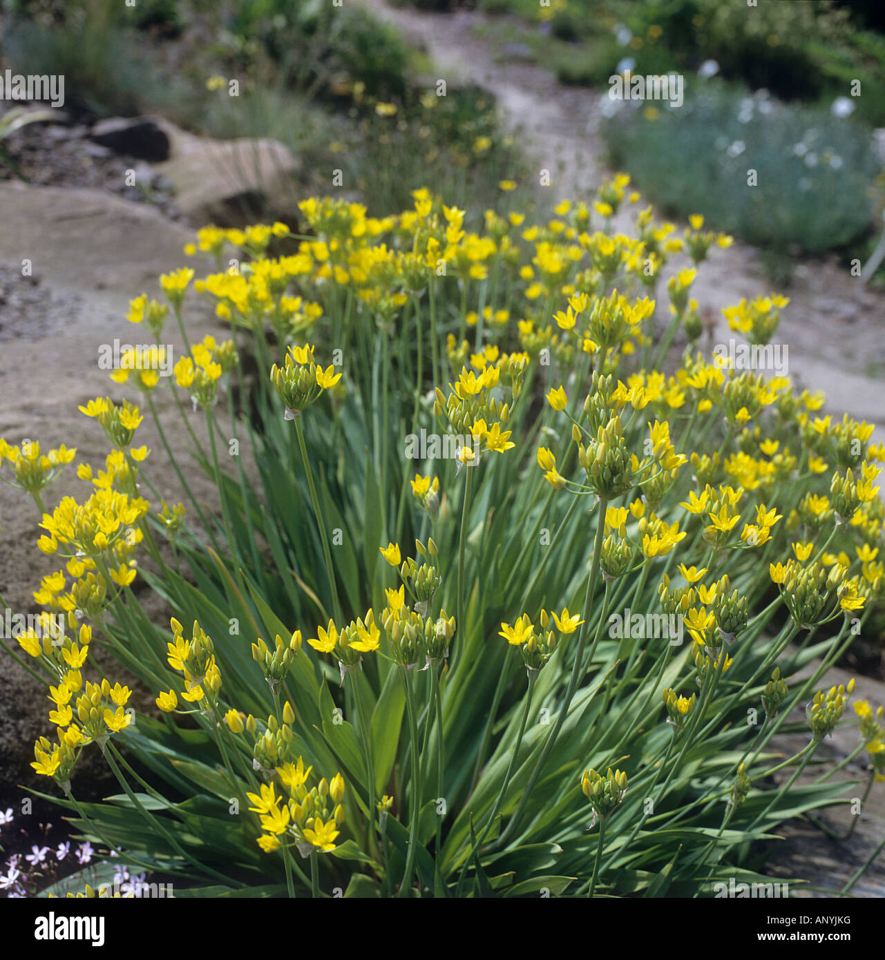 lily leek / Allium moly Stock Photo - Alamy