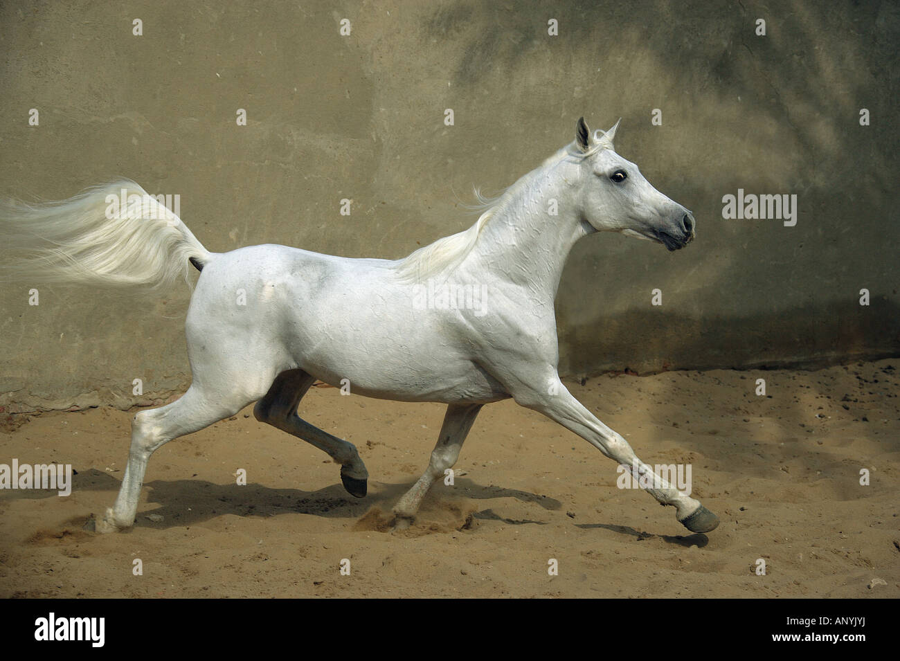 Asil Arabian High Resolution Stock Photography and Images - Alamy