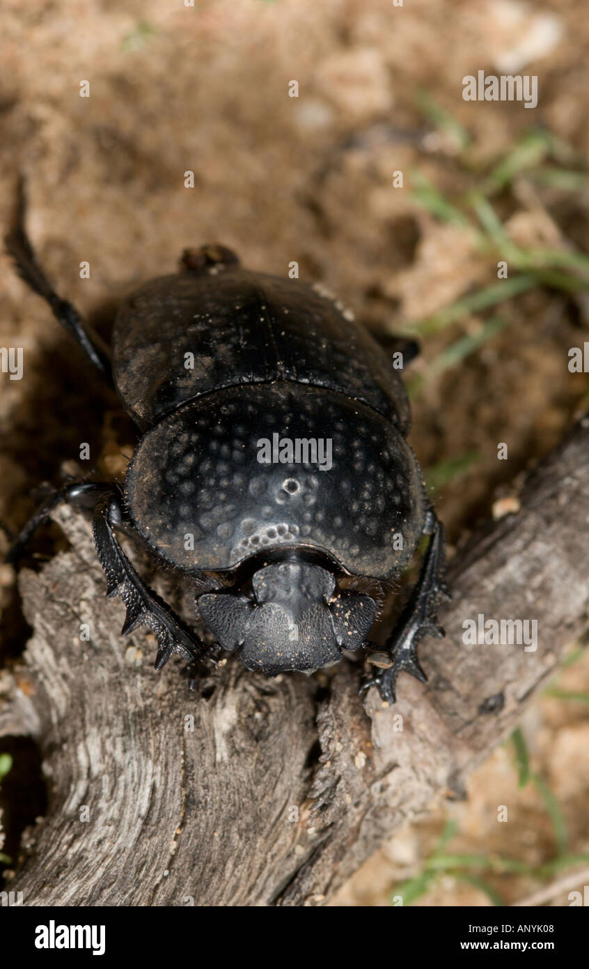 Scarabeus spp (probably semipunctatus) scarab dung beetle, Southern ...