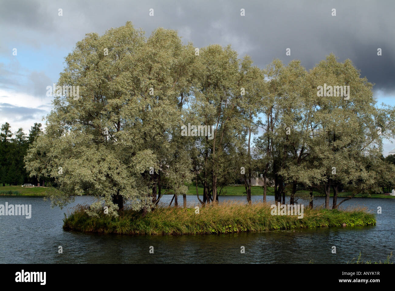 Silver Leaf Trees on an Island Catherine Park Lake Tsarskoe Selo Russia ...