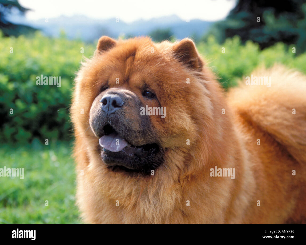 Chow Chow Dog portrait Stock Photo - Alamy