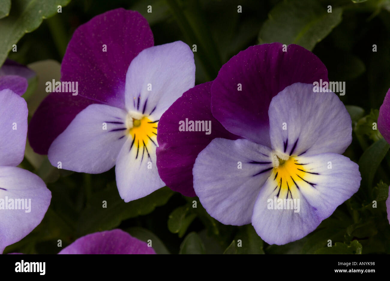 Heartsease, Wild Pansy, Love-lies-bleeding (Viola tricolor Stock Photo ...