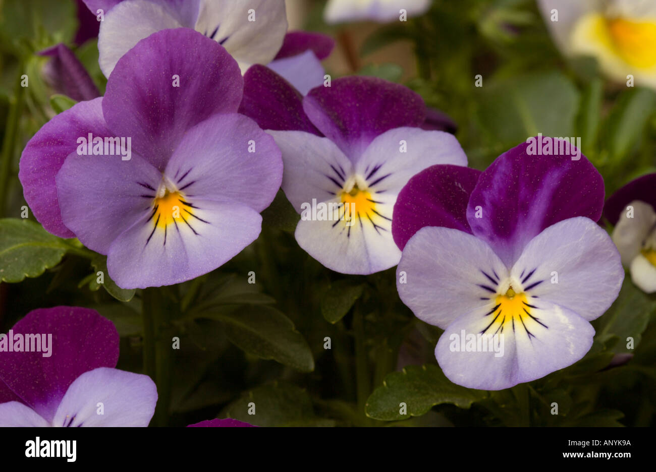 Heartsease, Wild Pansy, Love-lies-bleeding (Viola tricolor Stock Photo ...