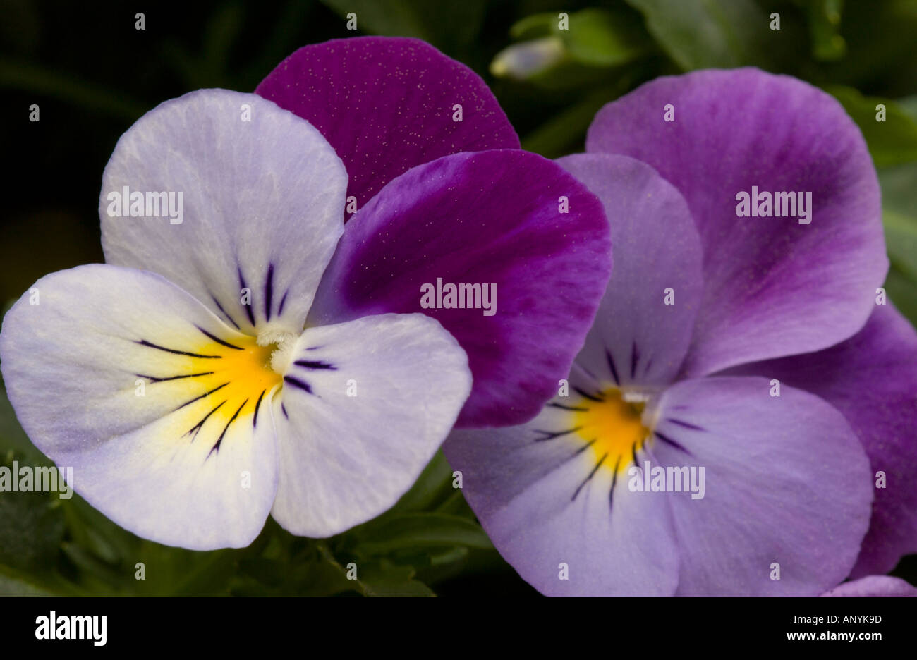 Heartsease, Wild Pansy, Love-lies-bleeding (Viola tricolor Stock Photo ...