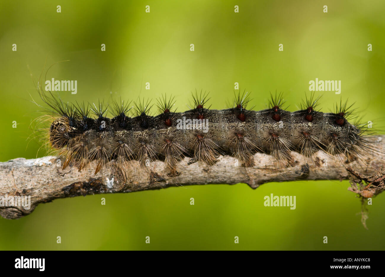 Gypsy moth larvae tree hi-res stock photography and images - Alamy
