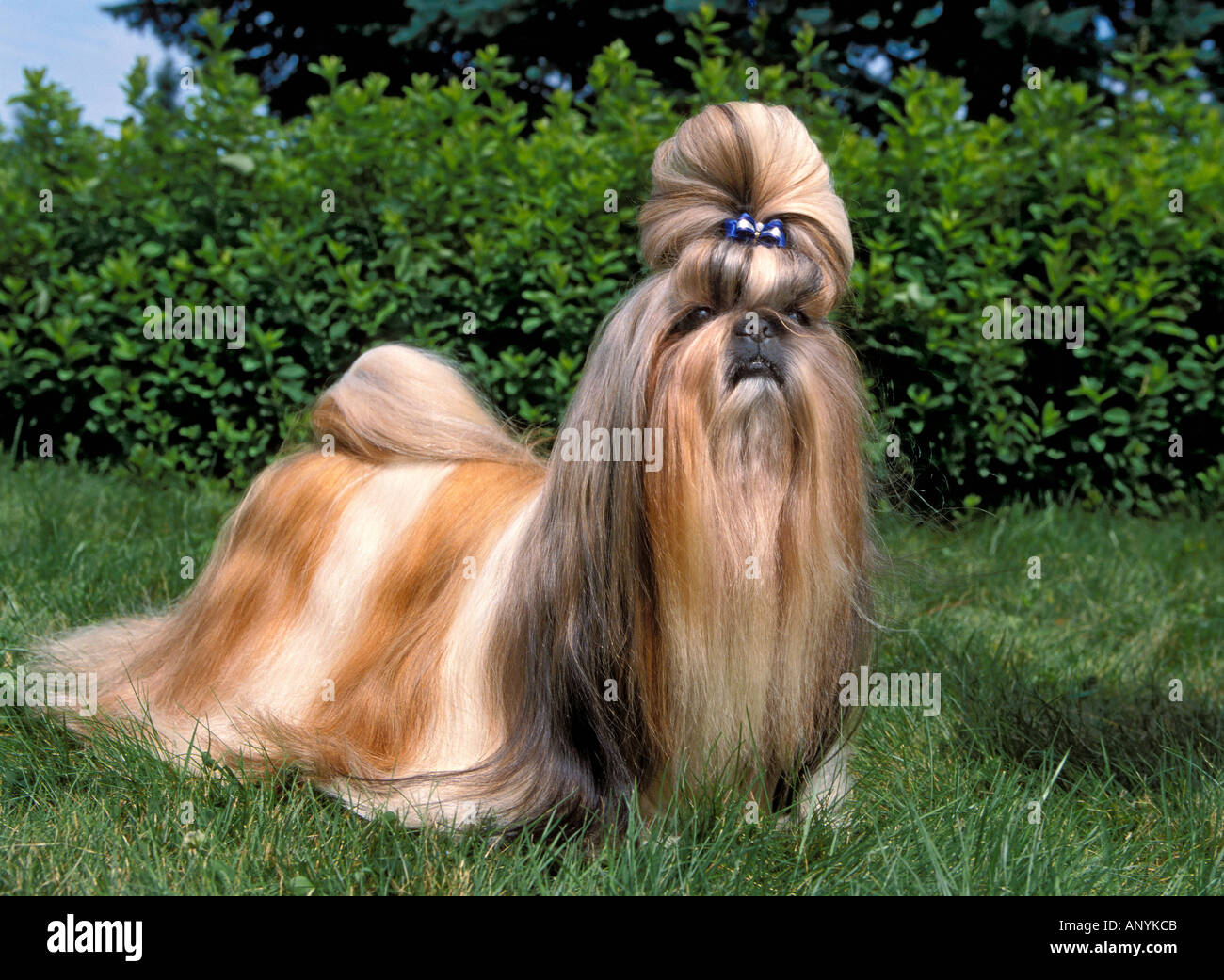 Hairly High Resolution Stock Photography and Images - Alamy