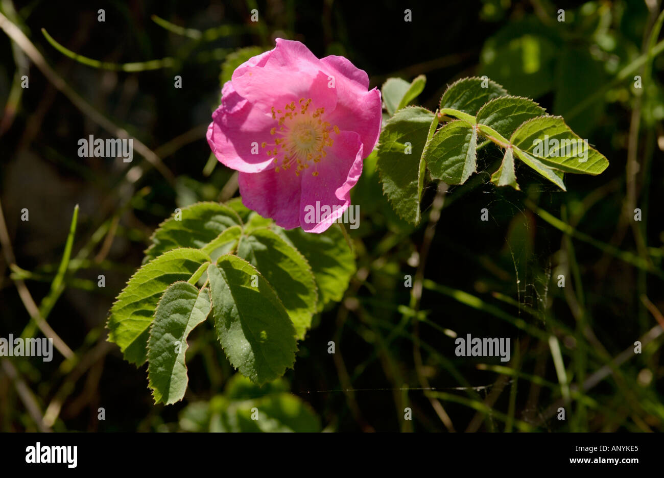 Valley of the wild roses hi-res stock photography and images - Alamy