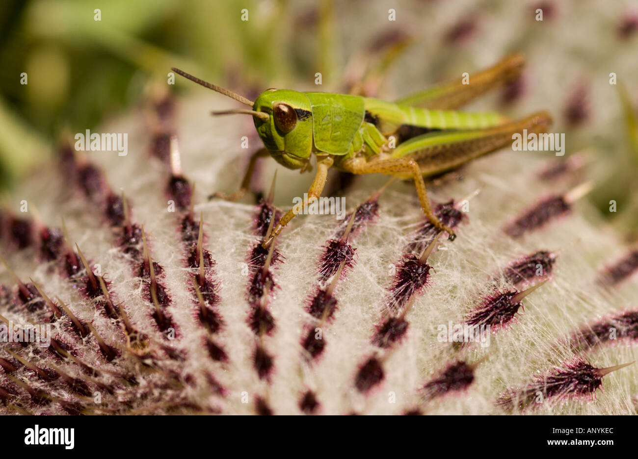 Grasshopper on thistle flower blossom, Pla de l'Artiga, Aran valley ...