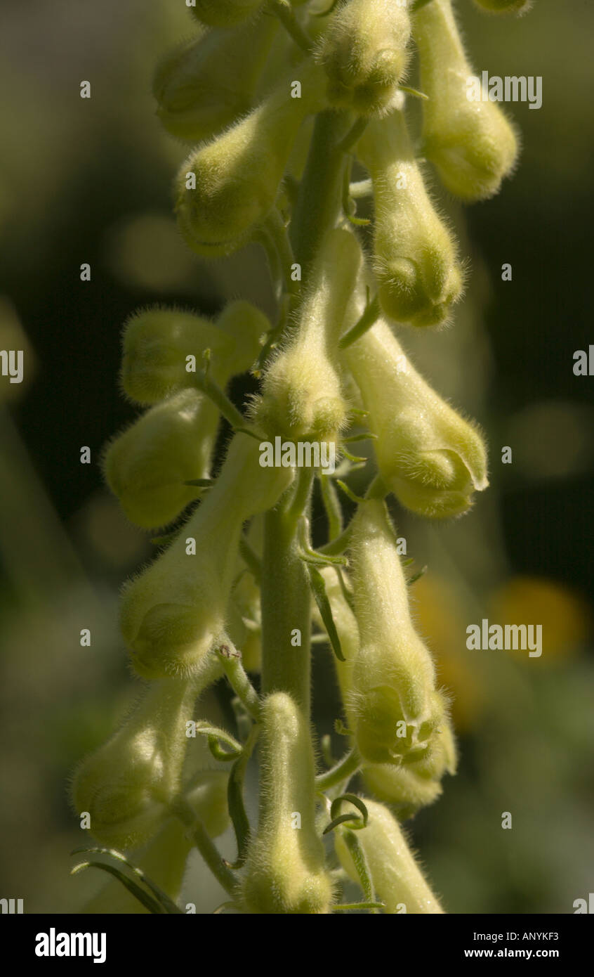 Yellow Wolfsbane Aconitum pyrenaicum, flower detail, Aran valley, Spain ...