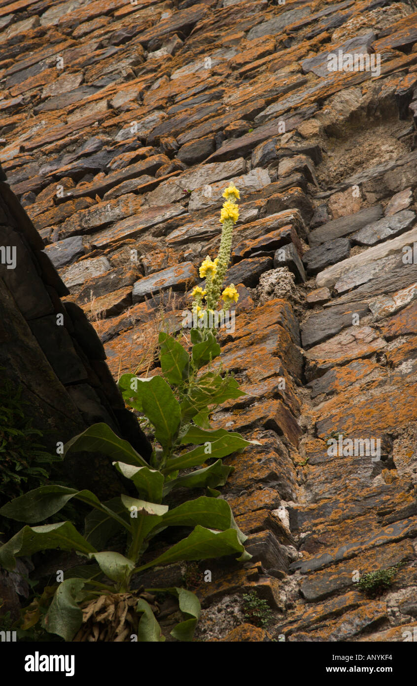 Common Mullein (Verbascum thapsus) growing in the wall of a Romanic ...