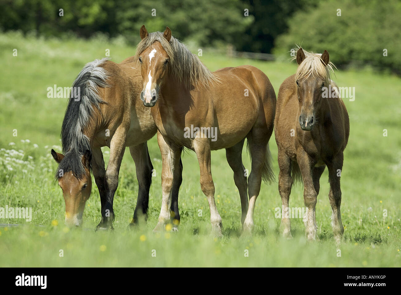 Three horses hi-res stock photography and images - Alamy