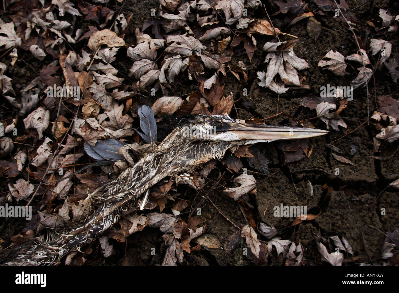 Egress face and neck Stock Photo - Alamy
