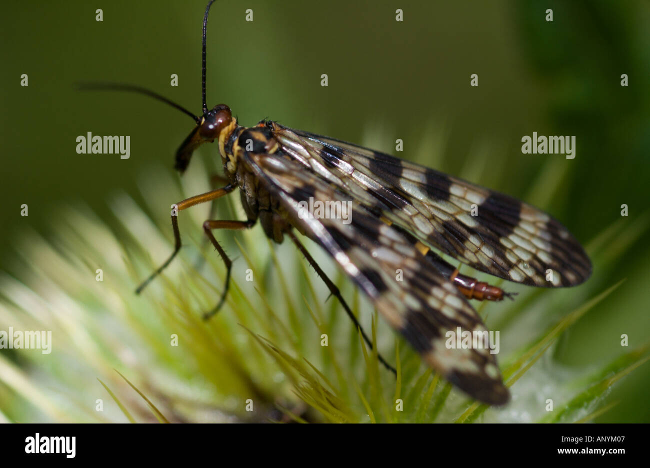 Common Scorpion Fly (Panorpa communis), Pyrenees, Spain Stock Photo - Alamy