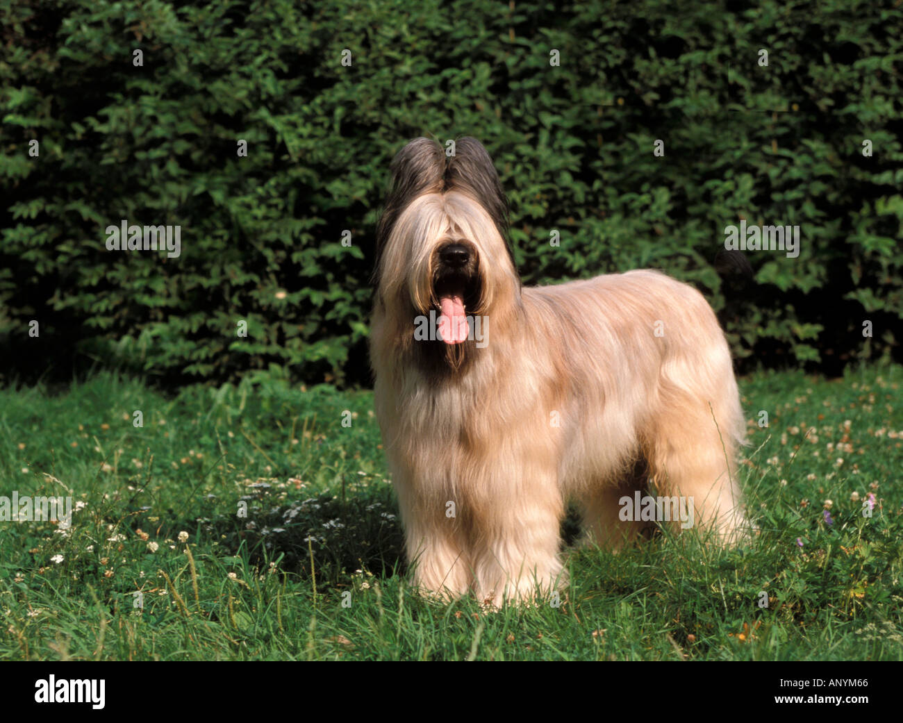 Briard dog standing PR8386 Stock Photo - Alamy