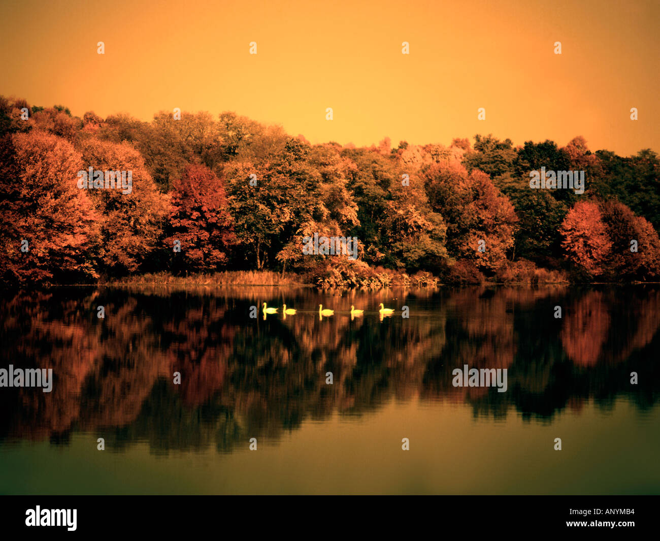 Swams hi-res stock photography and images - Alamy