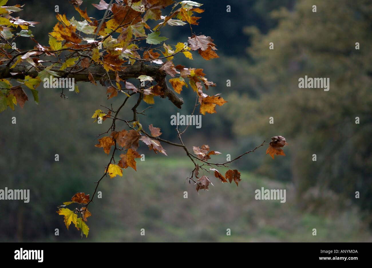 Platanus sp hi-res stock photography and images - Alamy