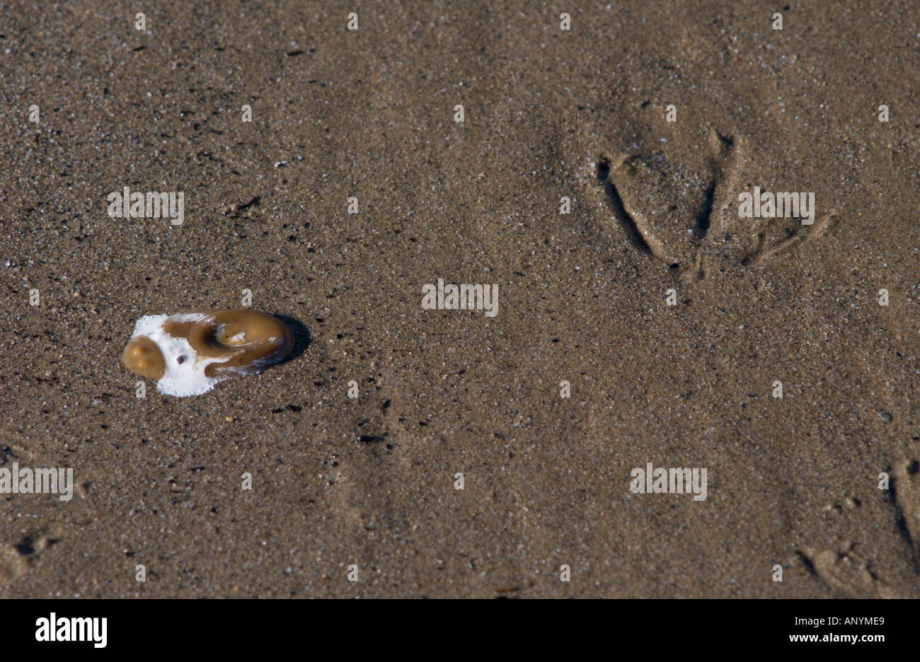 Seagull footprint and feces in sand beach, Peniscola, Spain Stock Photo ...