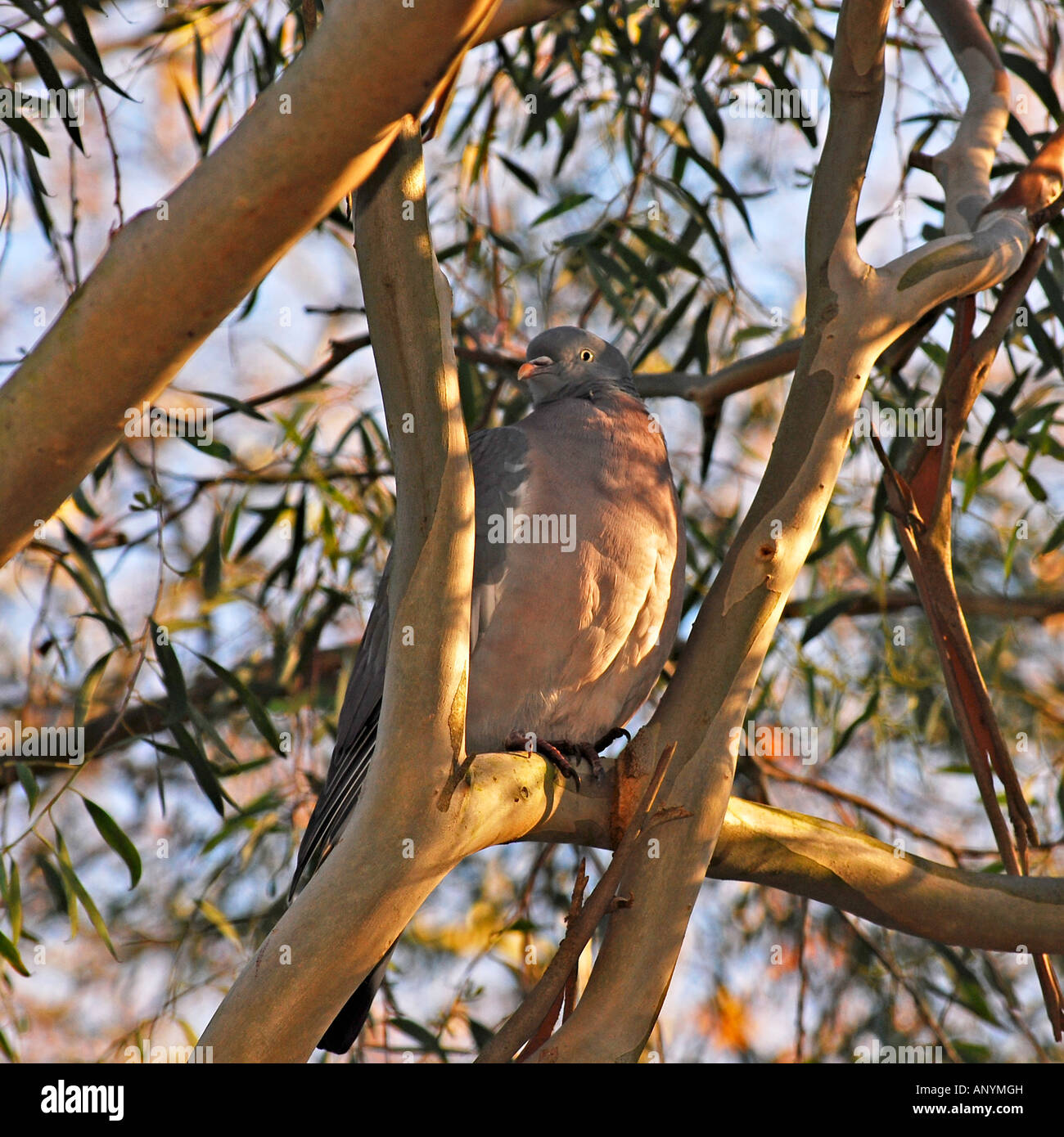 Palumba hi-res stock photography and images - Alamy