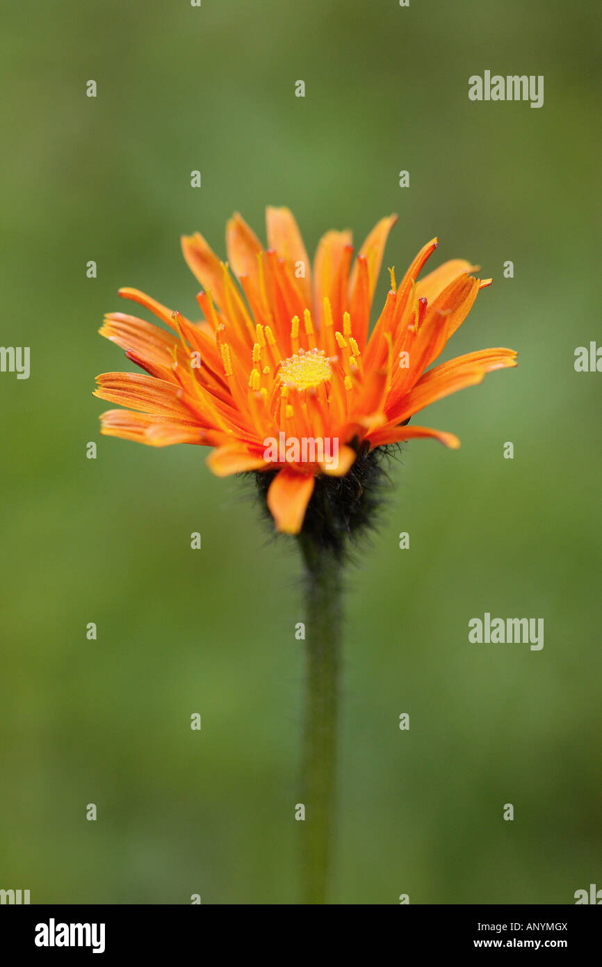 Golden hawksbeard crepis aurea hi-res stock photography and images - Alamy